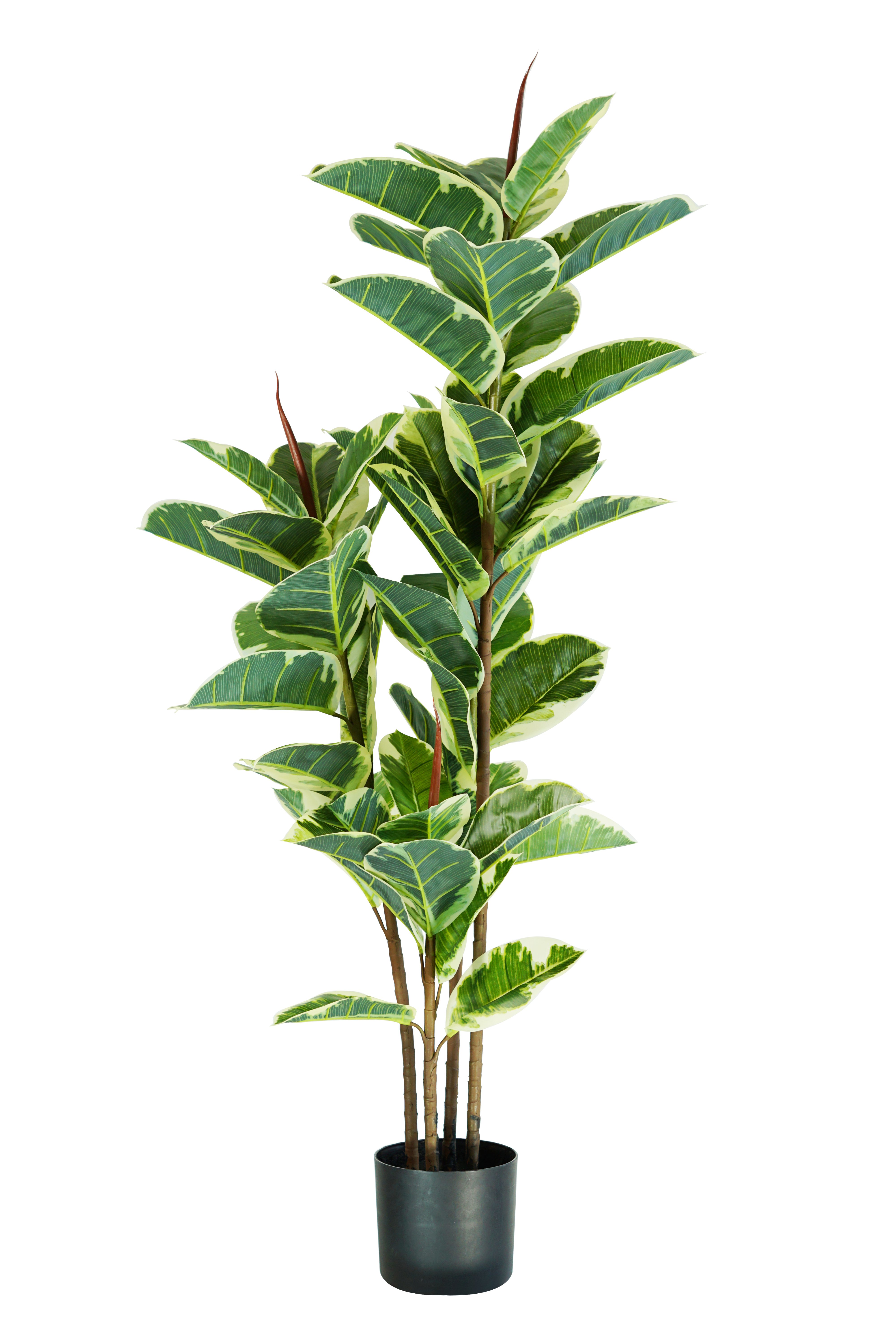 Pianta Ficus Elastica H. 145 Cm 54 Foglie|Aosom.it