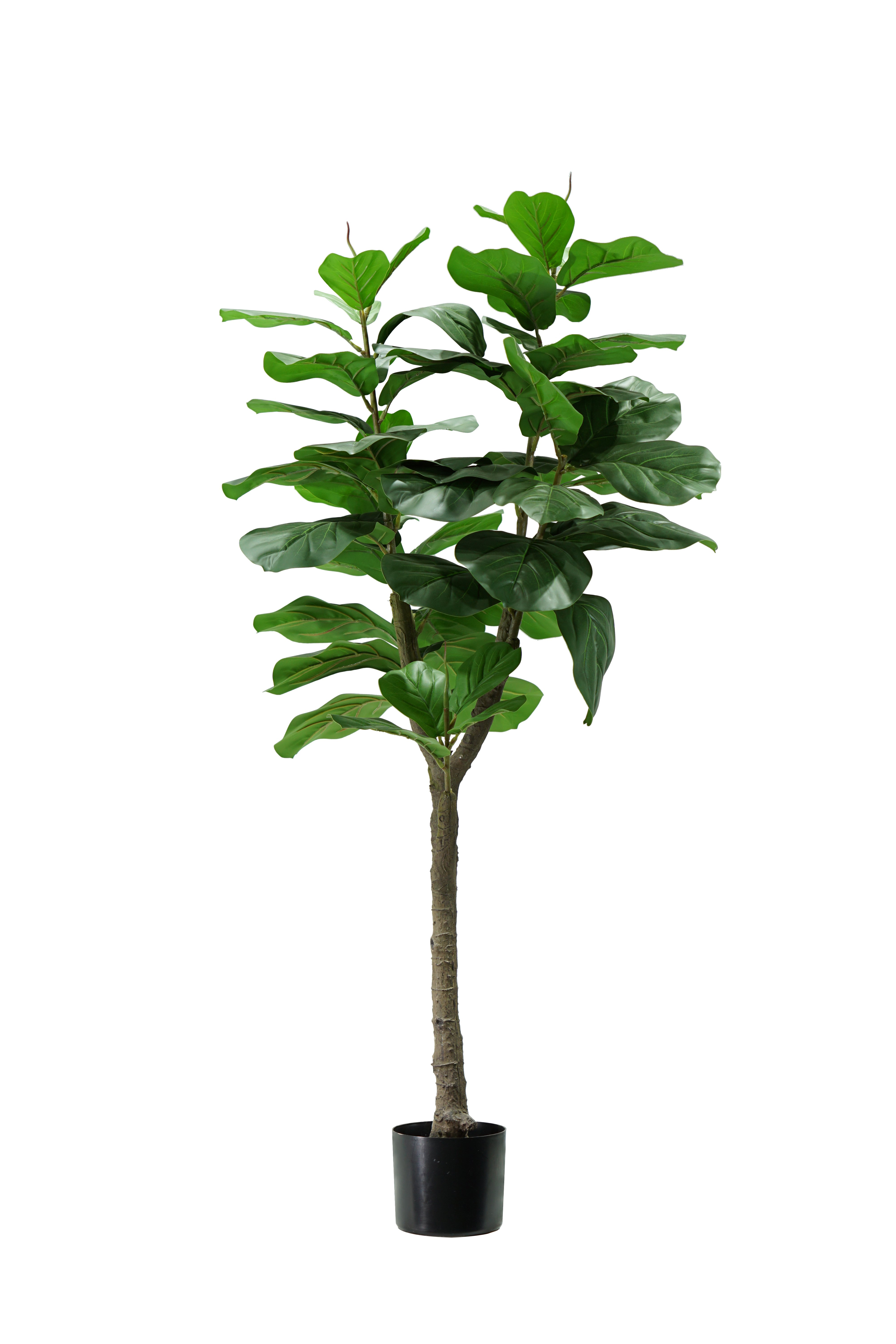 Pianta Ficus Lyrata H. 130 Cm 60 Foglie|Aosom.it