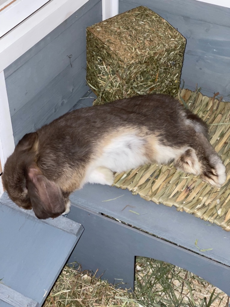 PawHut Rabbits Indoor Fir Wood Lift-Top Hutch Grey | Aosom UK